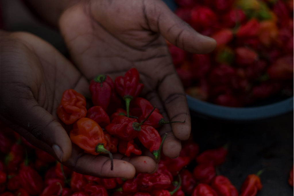 La capsaïcine : son histoire et ses bienfaits - Labrha